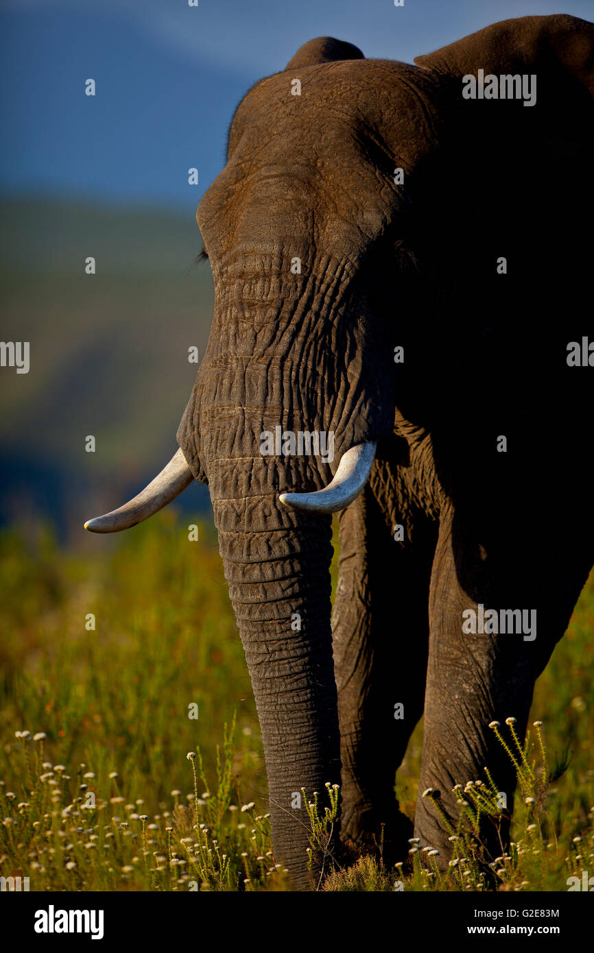 African Elephants in the wild Stock Photo - Alamy