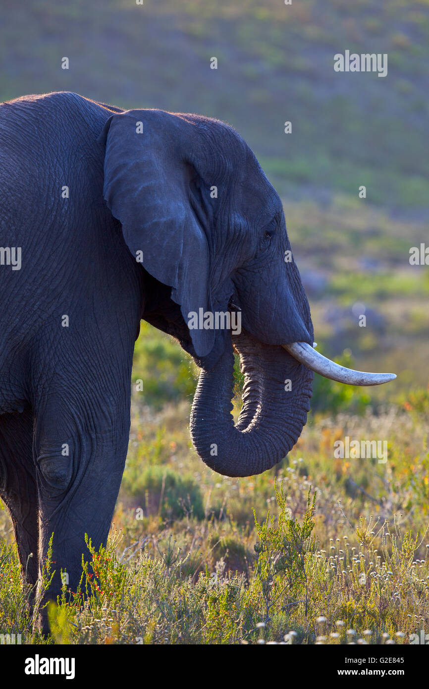 Adventures with elephants hi-res stock photography and images - Alamy