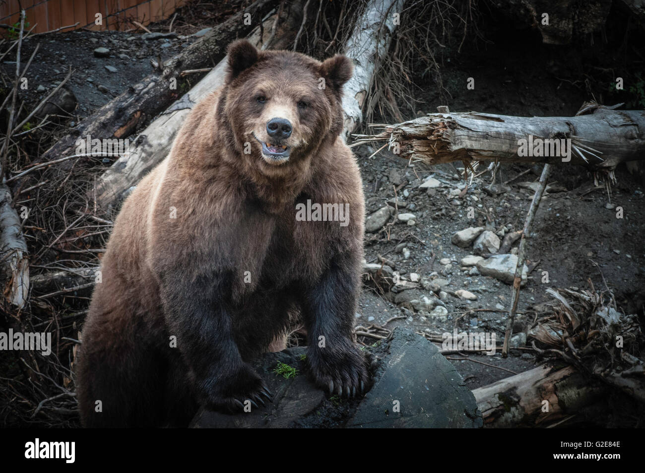 Sitka, Alaska Fortress of the Bears sanctuary Stock Photo - Alamy