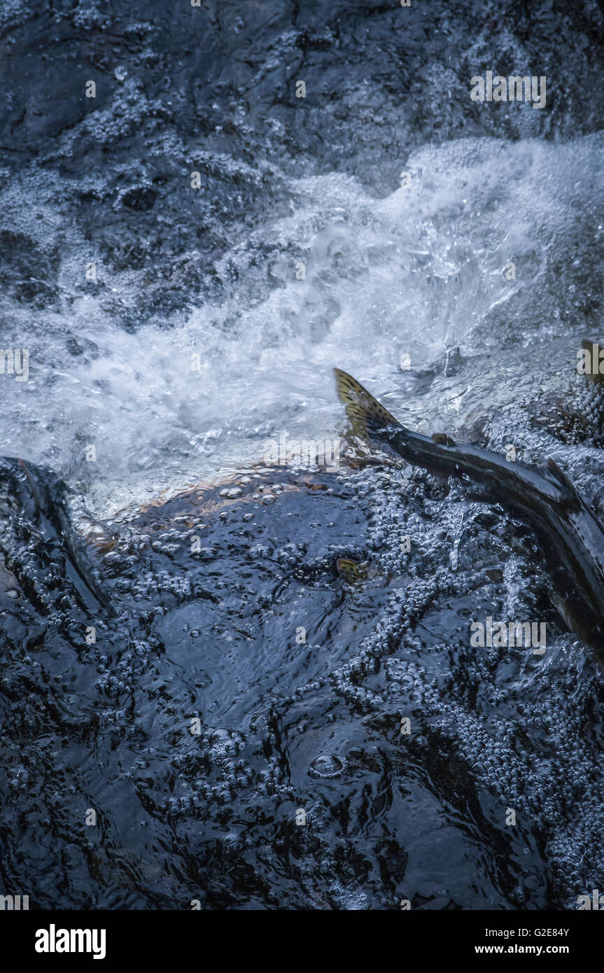 Alaska North America STATES Sitka Summer USA Stock Photo - Alamy