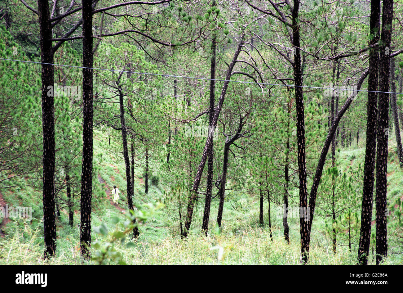 Woman Walking Along Rural, Wooded Path, Kasauli, India Stock Photo - Alamy