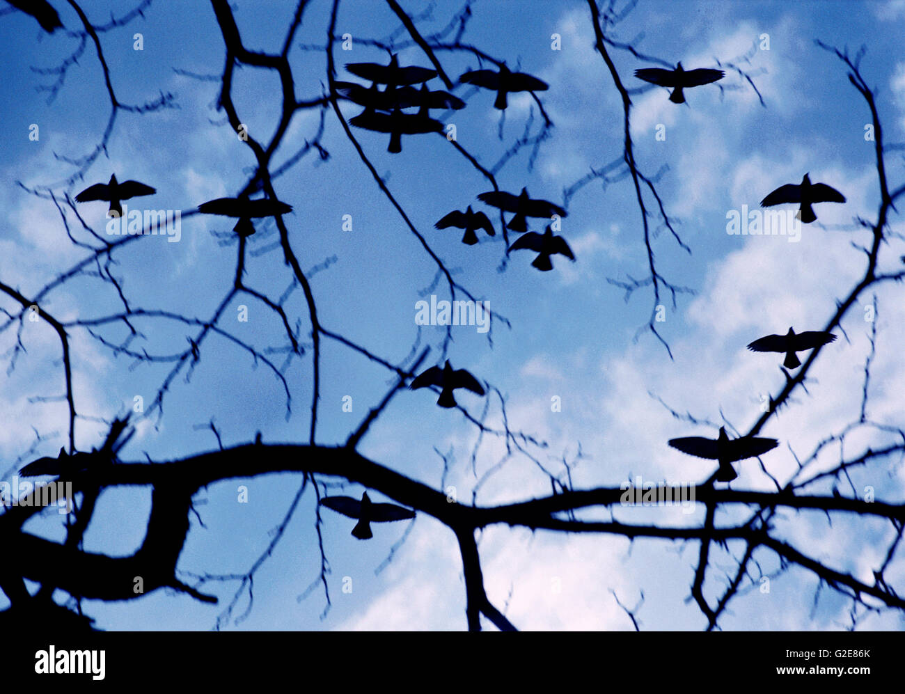 Birds Through Trees Stock Photo - Alamy
