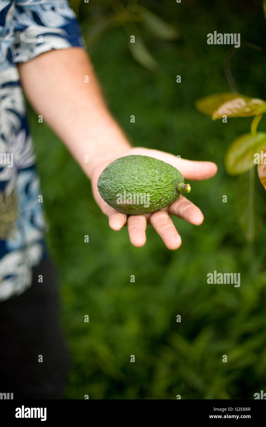 Hand Holding Avocado Stock Photo - Alamy