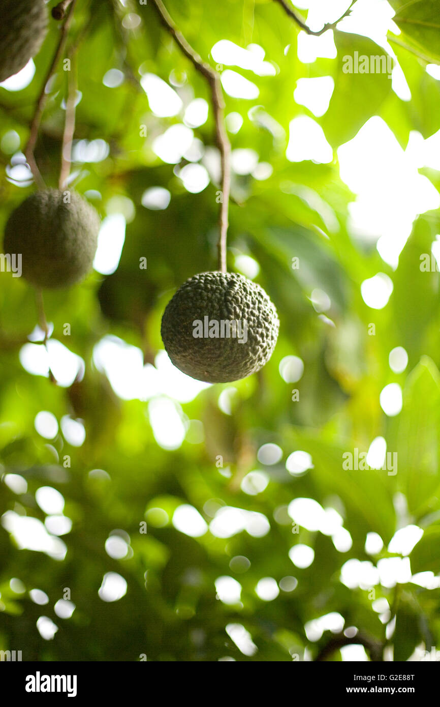 Avocado on Tree Branch Stock Photo - Alamy