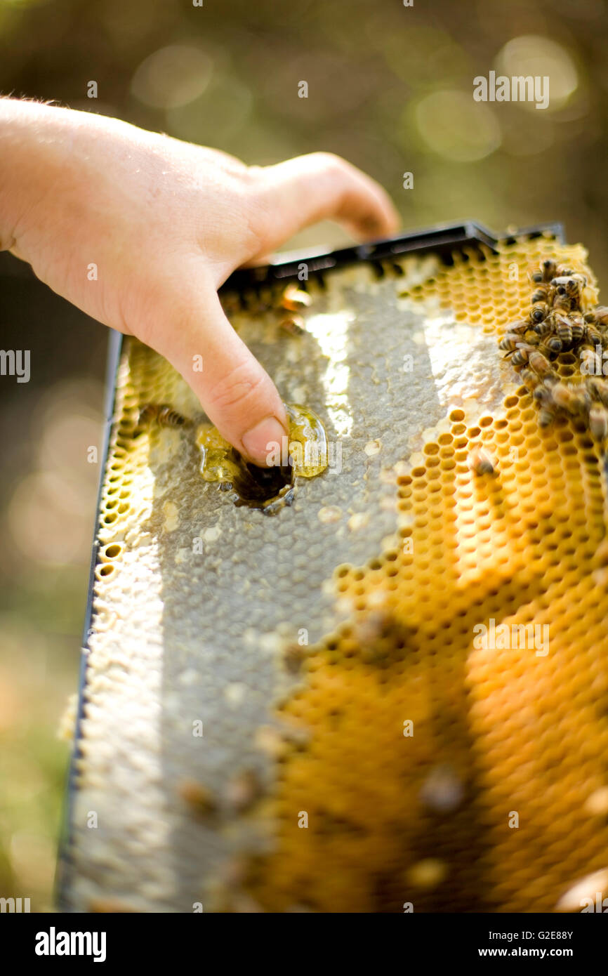 Hand Holding Honey Bee Hive Stock Photo - Alamy