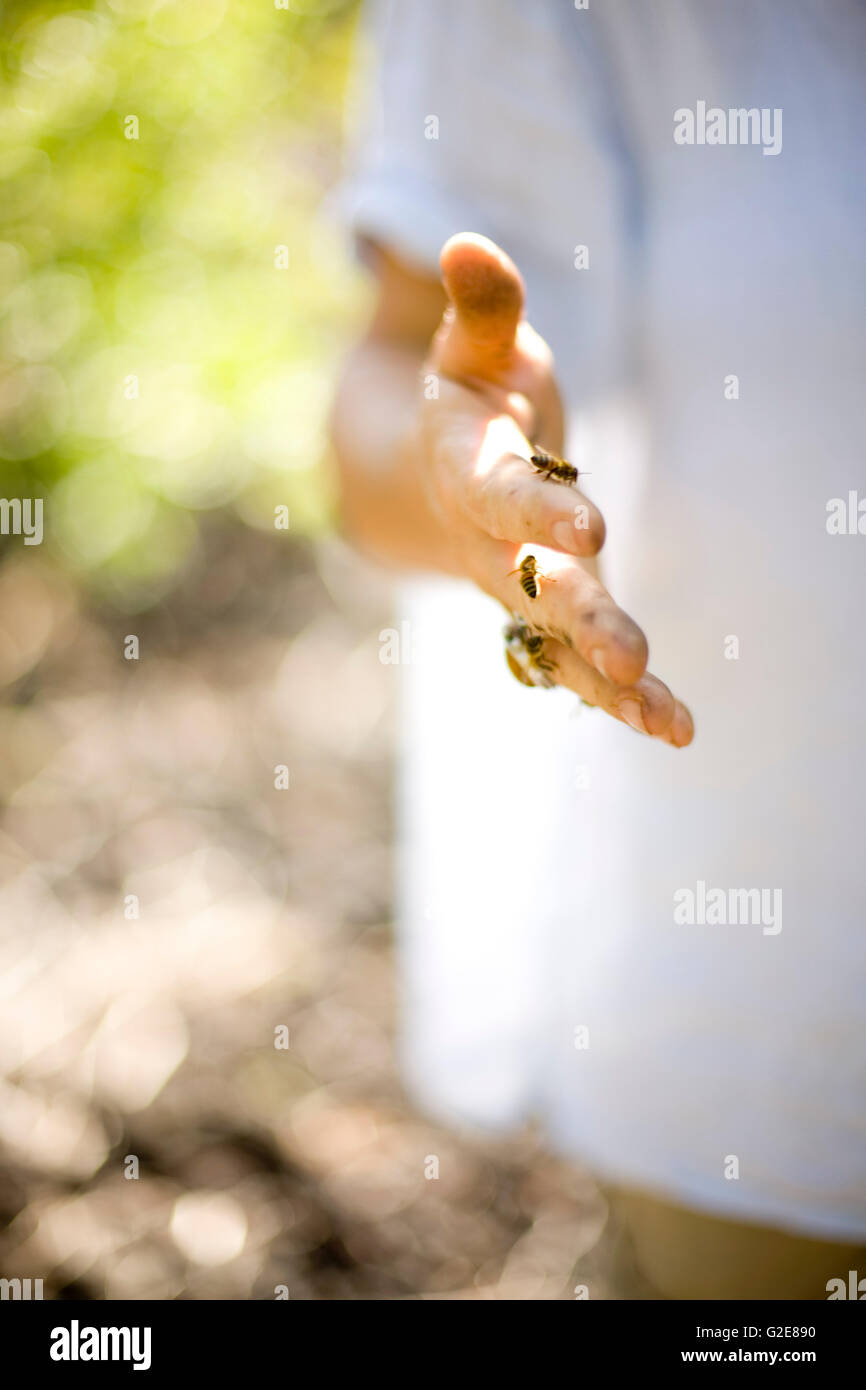 Bees on Hand Stock Photo - Alamy