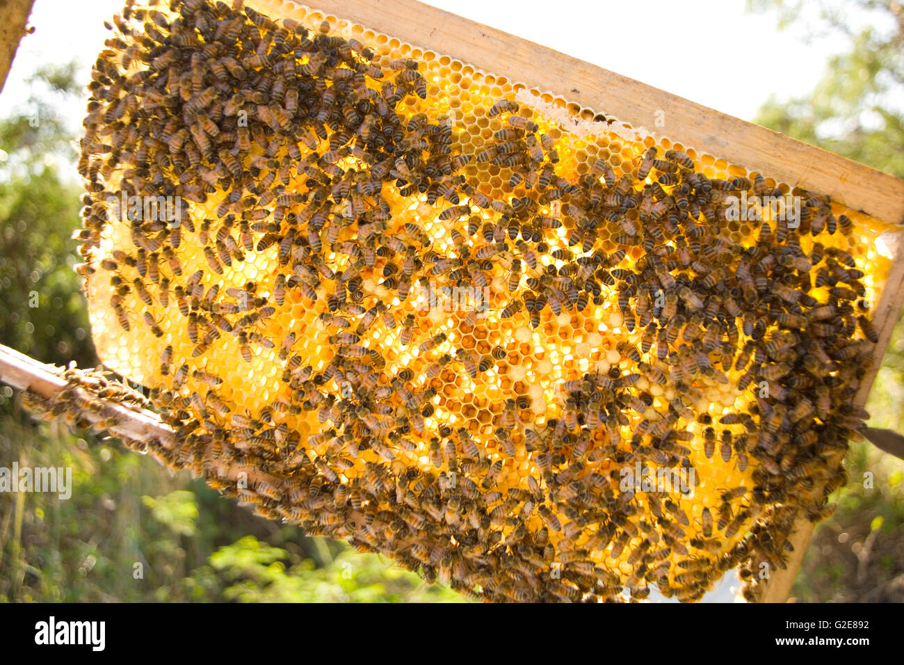 Bees on honey combs hi-res stock photography and images - Alamy
