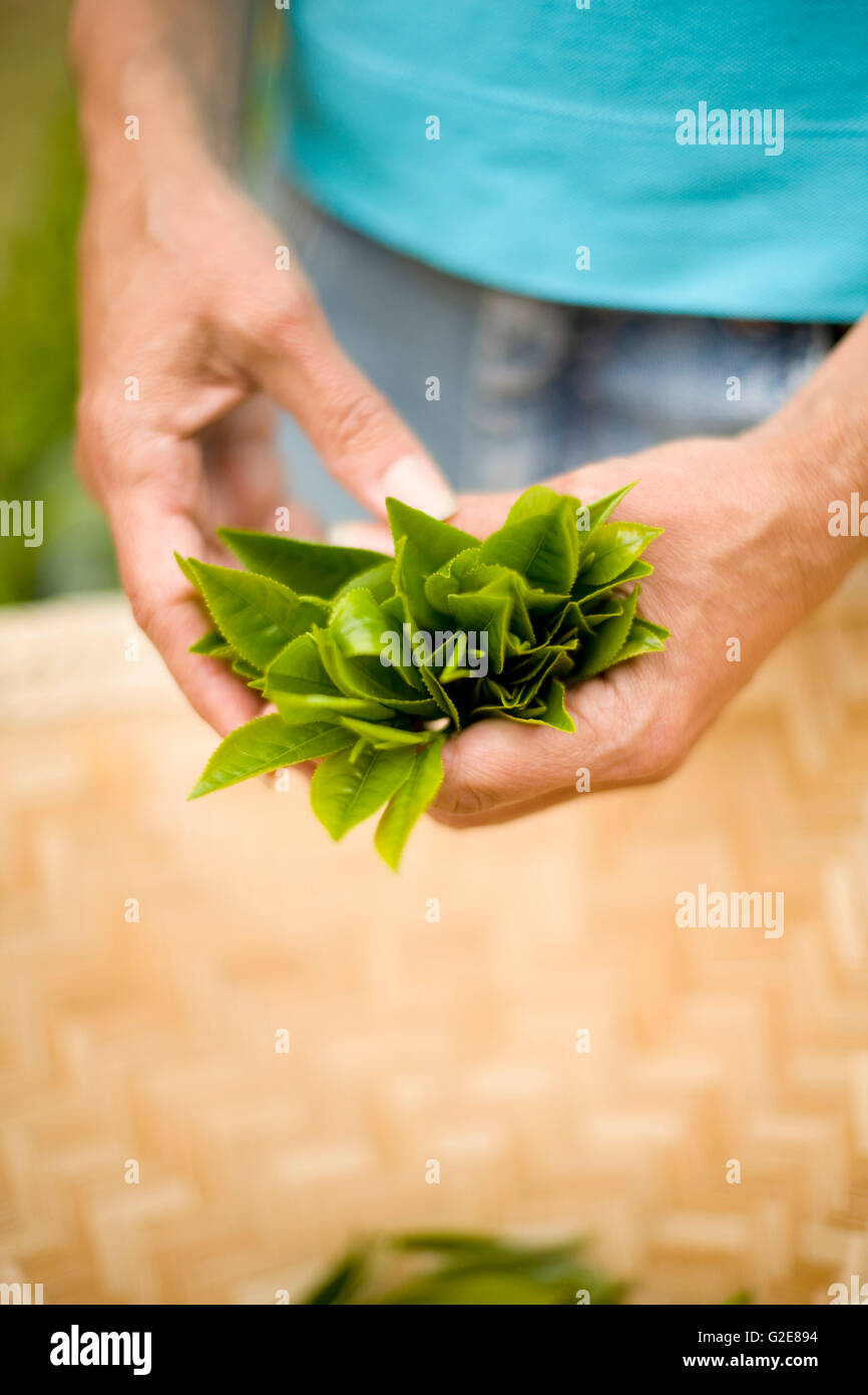 Hands Holding Tea Leaves Stock Photo - Alamy