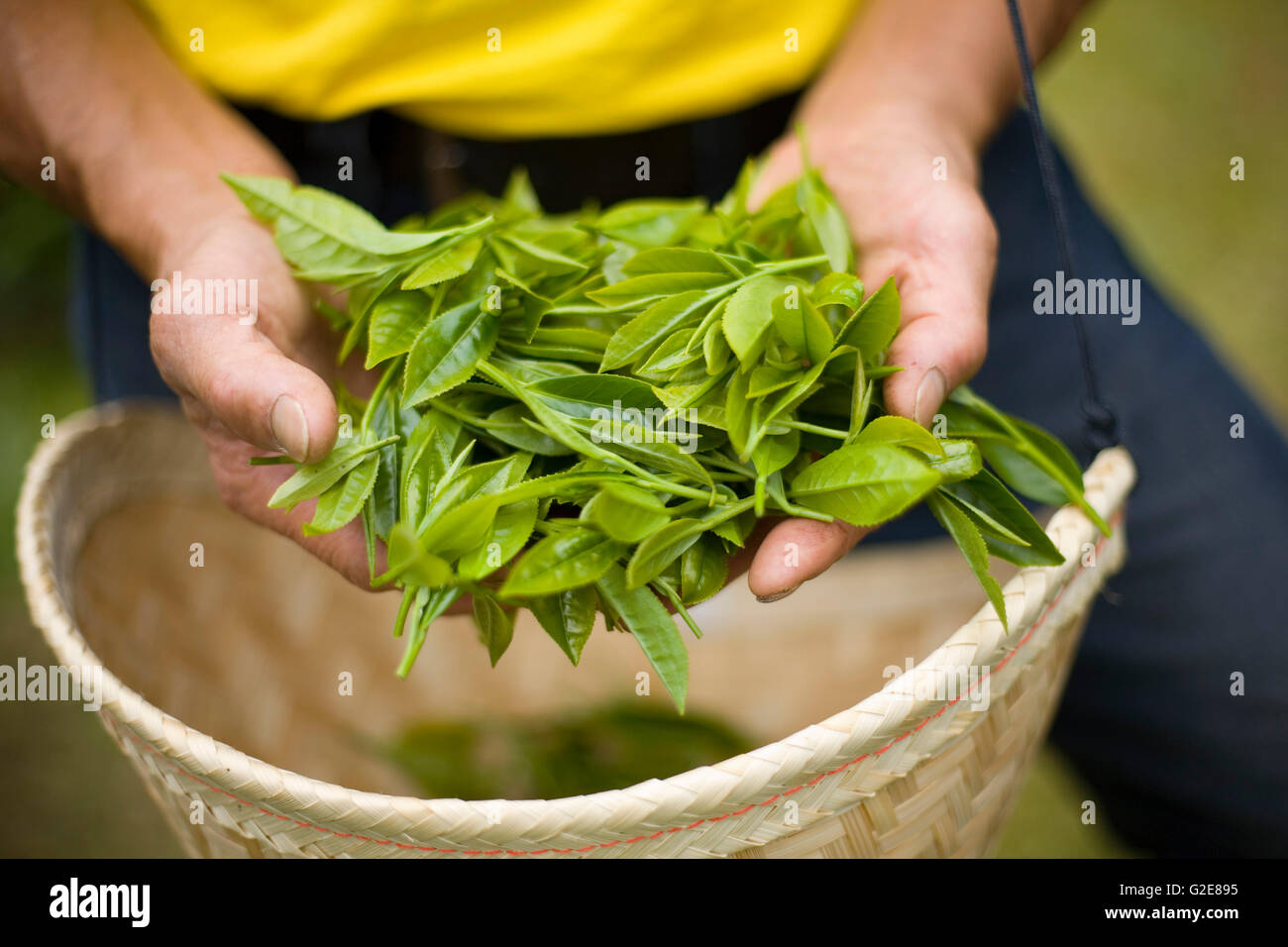 Hands Holding Tea Leaves Over Basket Stock Photo - Alamy
