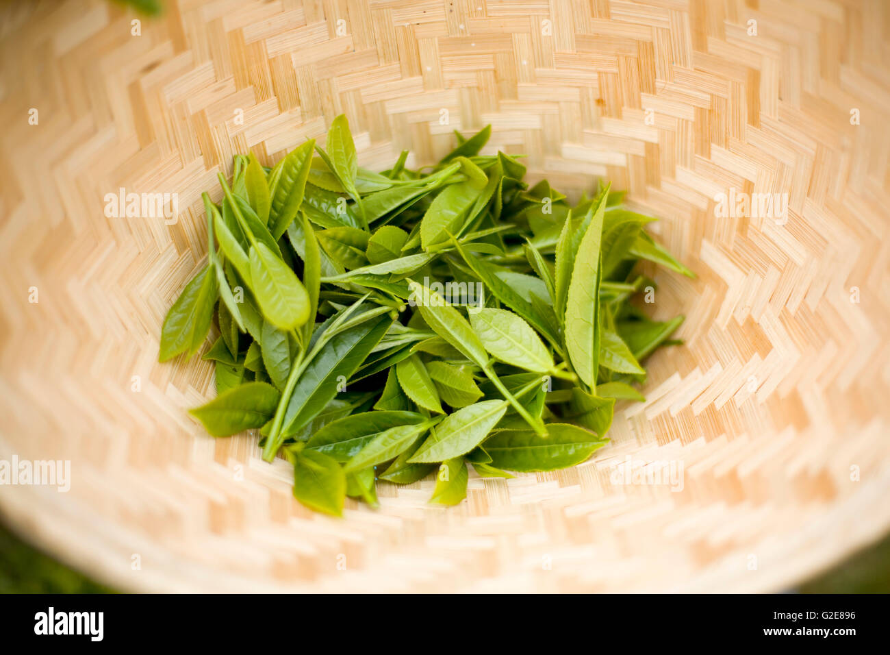 Woven Basket With Fresh Tea Leaves Stock Photo - Alamy