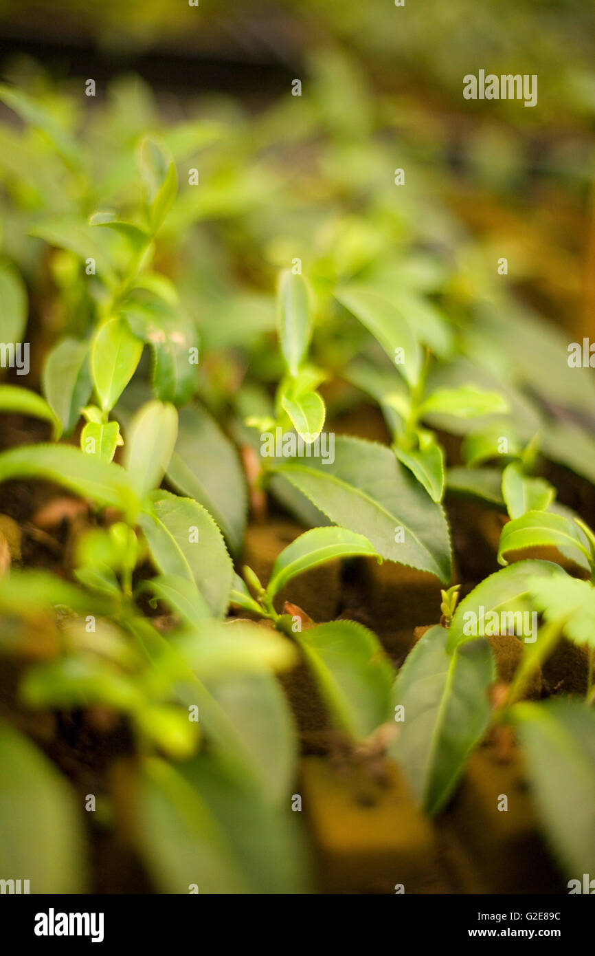 Tea plants growing hi-res stock photography and images - Alamy