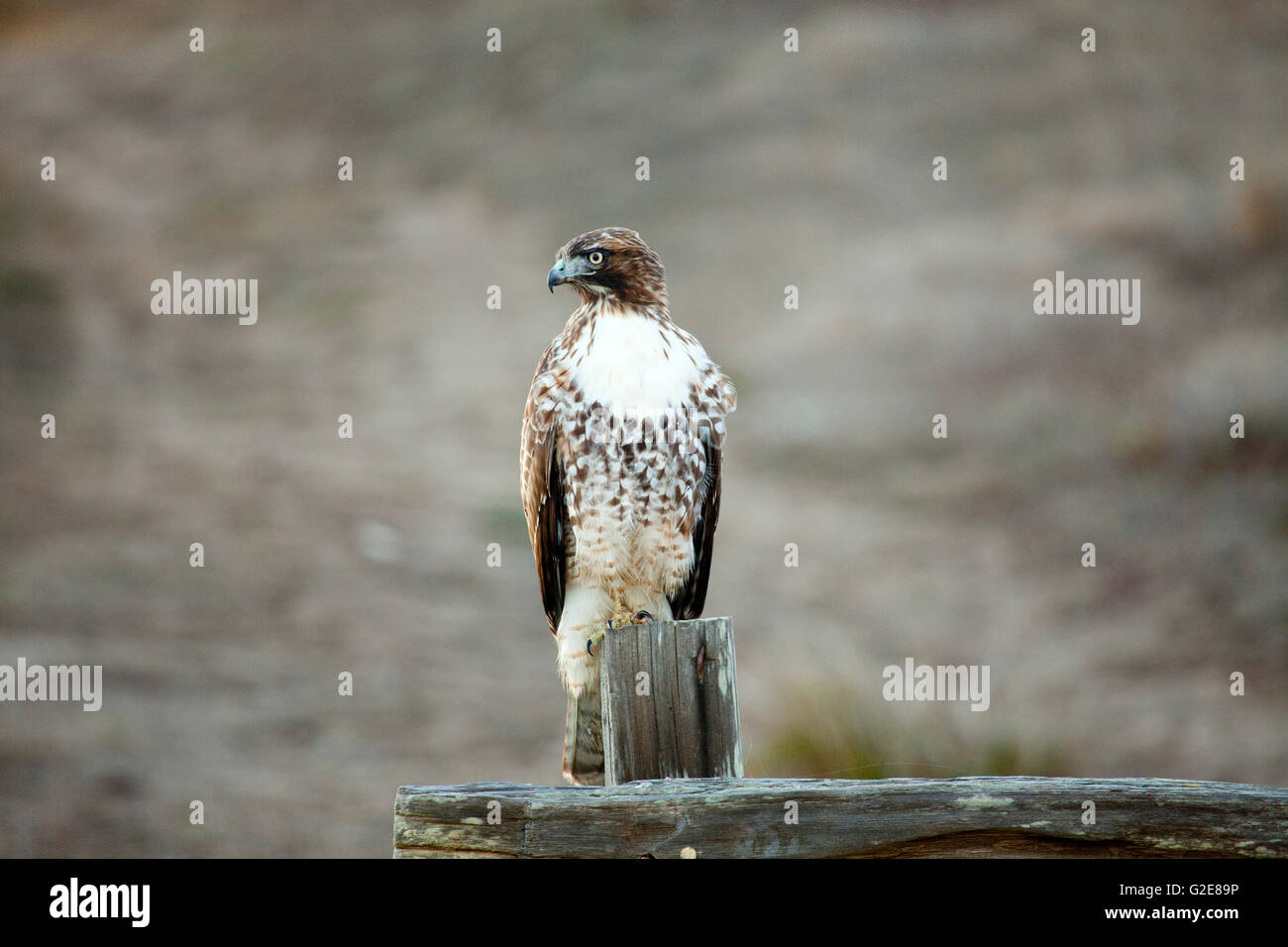 Sitting on fence post hi-res stock photography and images - Alamy