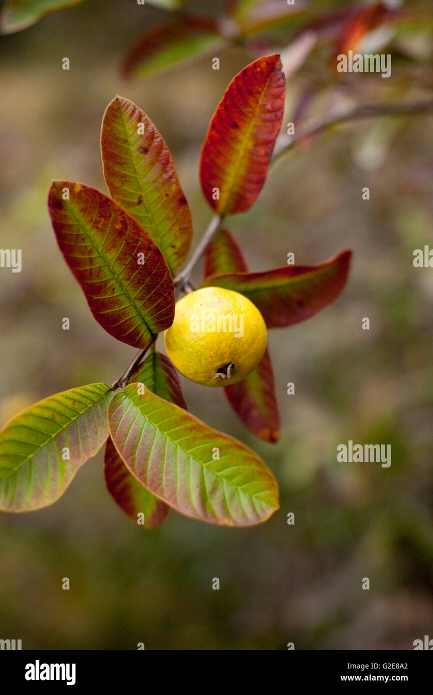 Guava on Branch With Colorful Leaves Stock Photo - Alamy