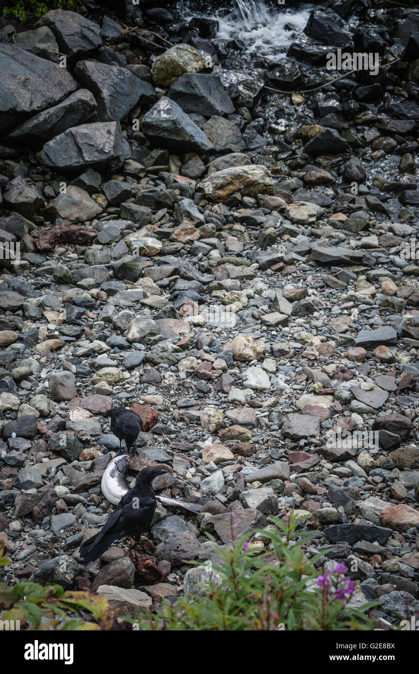 Dead coho salmon hi-res stock photography and images - Alamy