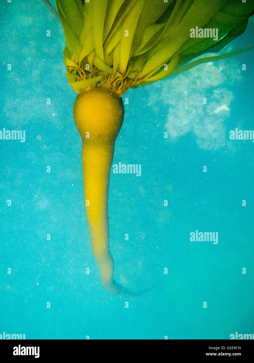 Kelp underwater not food not animal hi-res stock photography and images ...