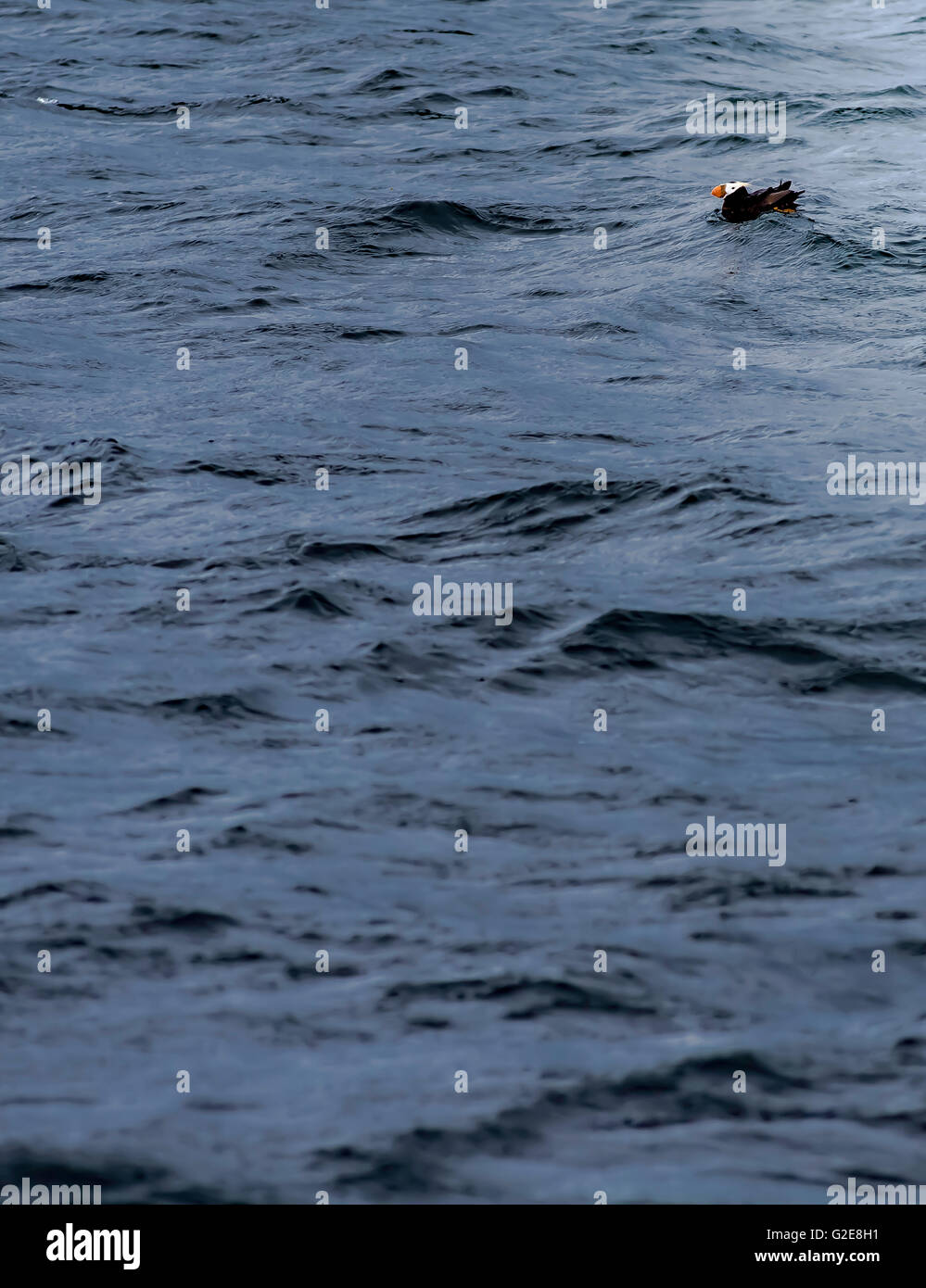 Sitka , Alaska Puffin bird floats on waves Stock Photo - Alamy