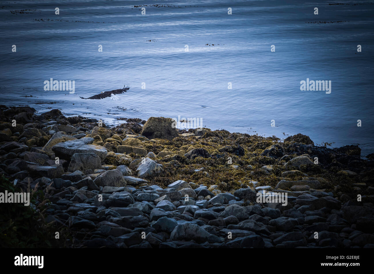 Sitka, Alaska. Raptor center and town bald eagles Stock Photo - Alamy