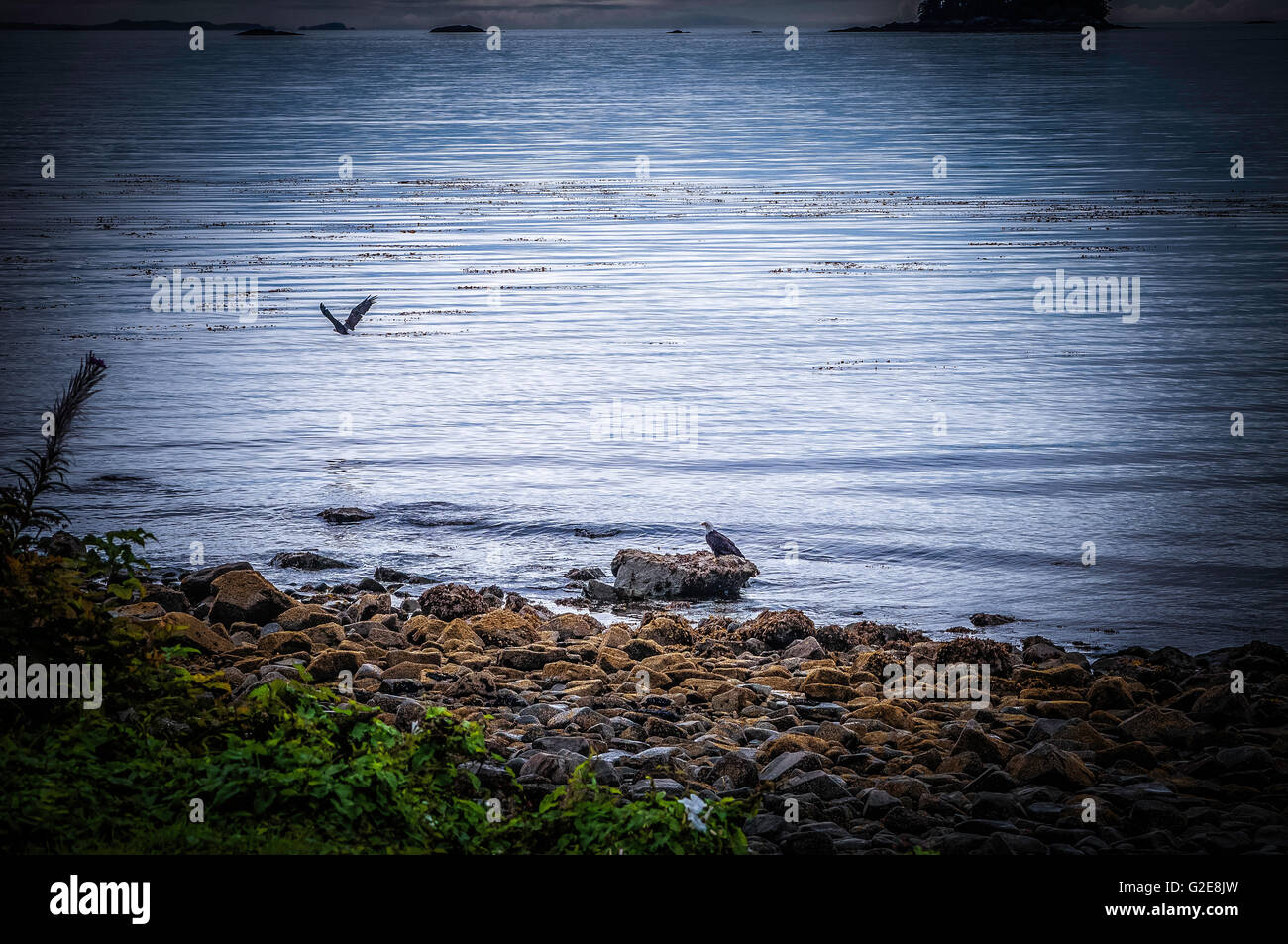 Sitka, Alaska. Raptor center and town bald eagles Stock Photo - Alamy