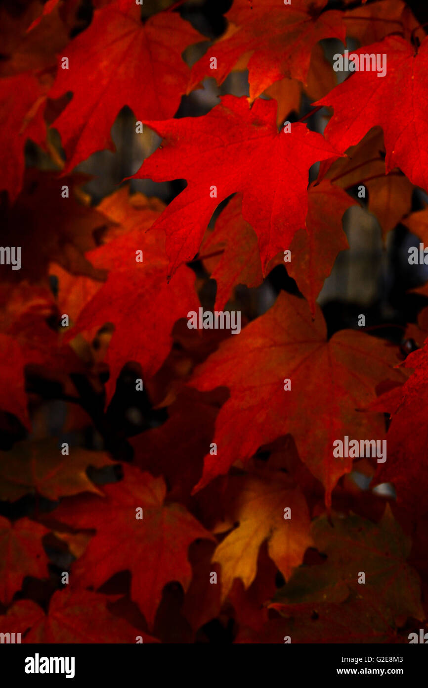 Autumn Maple Leaves Stock Photo - Alamy