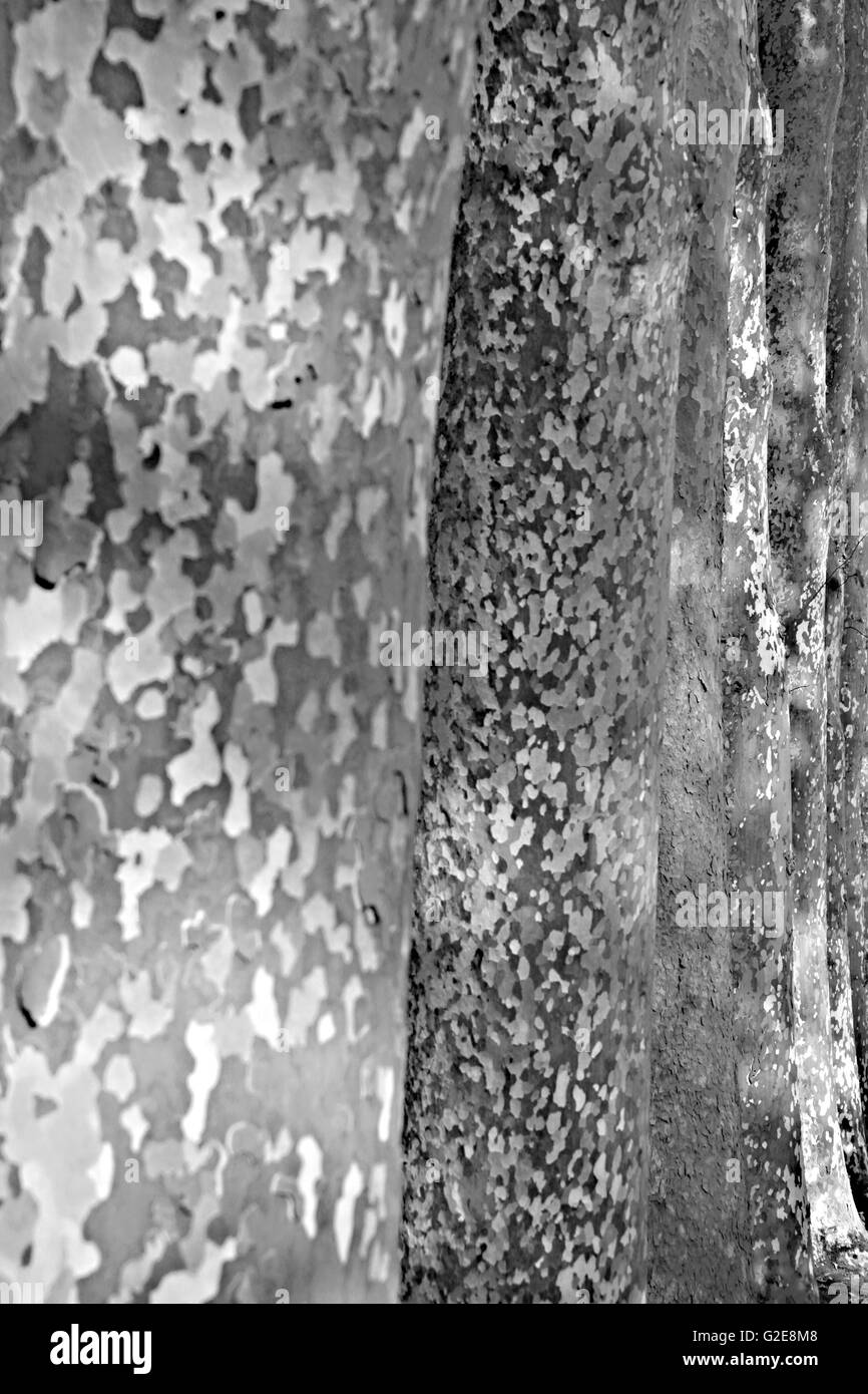Mottled tree bark hi-res stock photography and images - Alamy