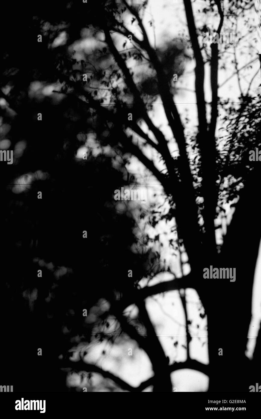 Tree shadow on wall Black and White Stock Photos & Images - Alamy