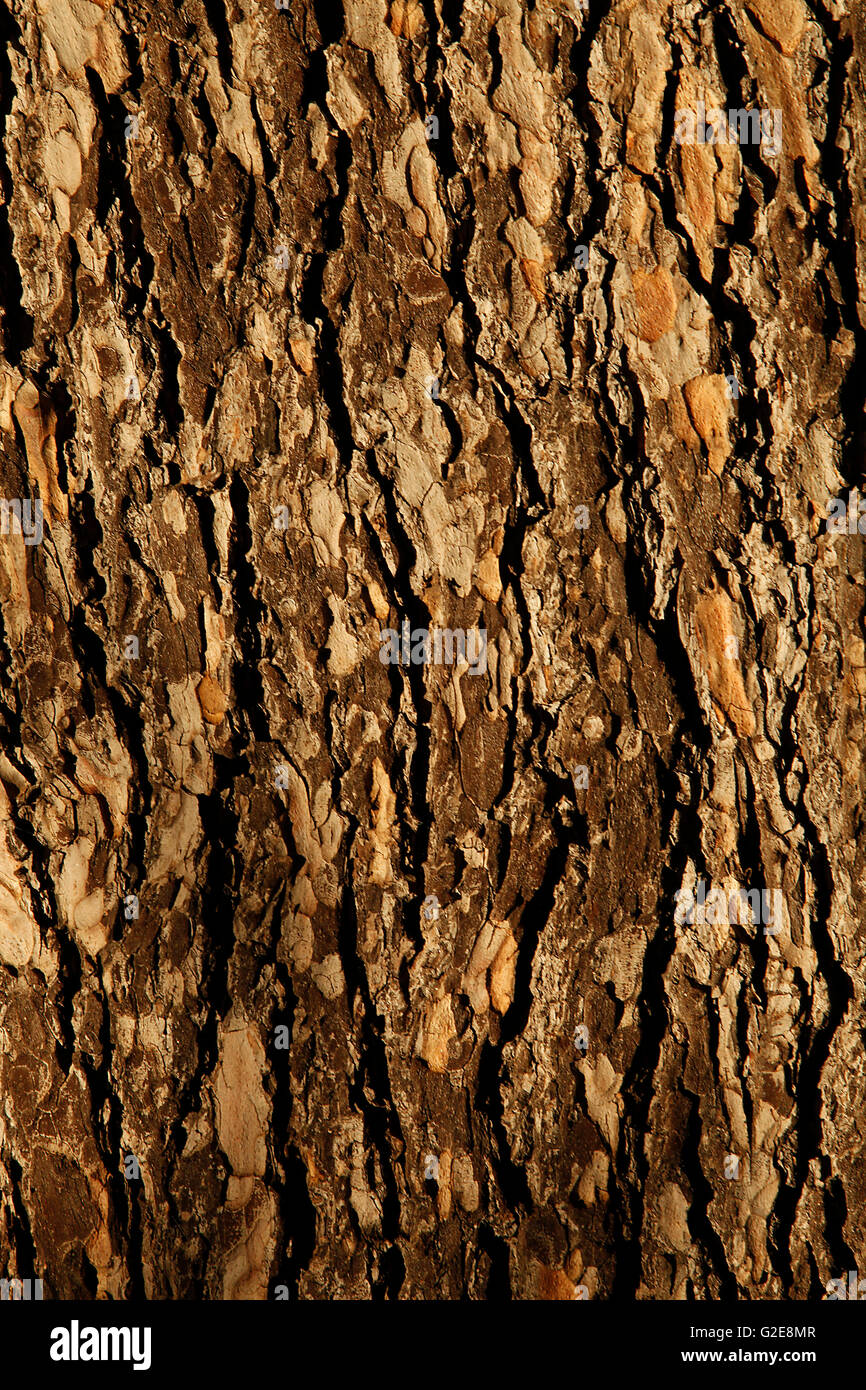 Tree Bark, Close-up 2 Stock Photo - Alamy
