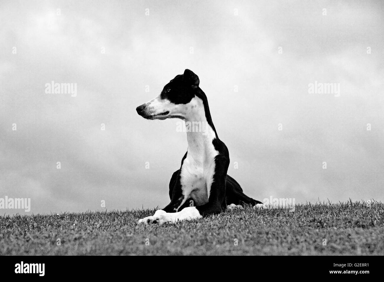 Greyhound dog sitting Black and White Stock Photos & Images - Alamy