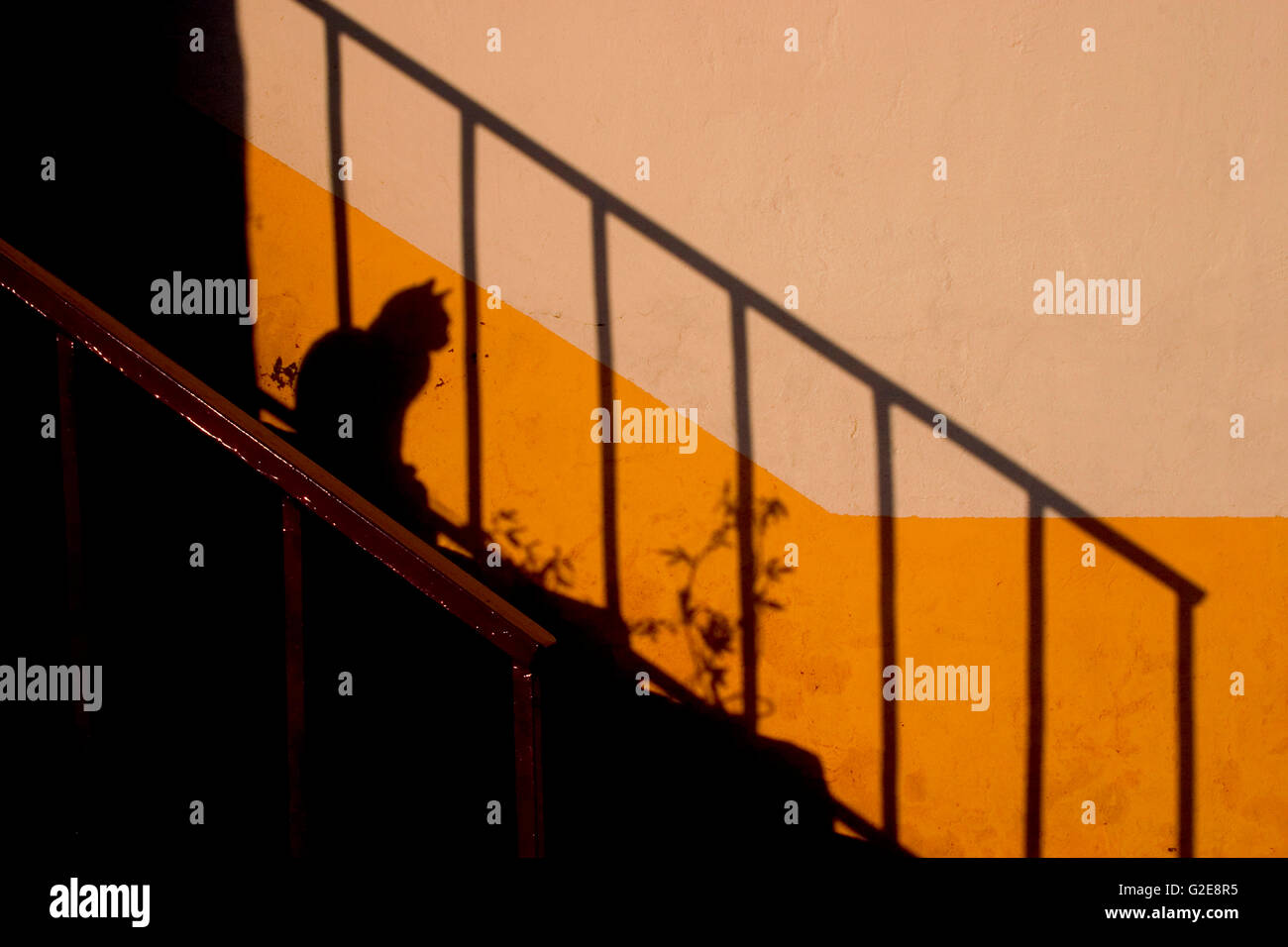 Cat Shadow Sitting on Steps Stock Photo - Alamy