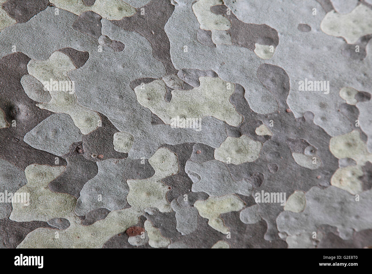 Mottled tree bark hi-res stock photography and images - Alamy