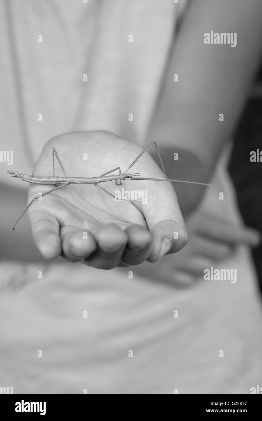 Close up stick in Black and White Stock Photos & Images - Alamy