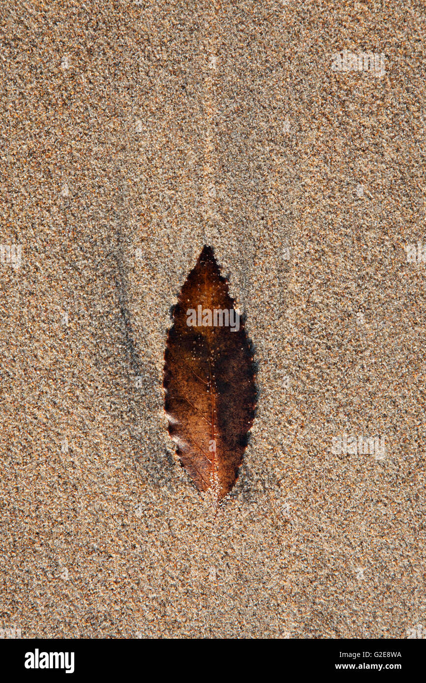 Leaf on Beach Sand Stock Photo - Alamy