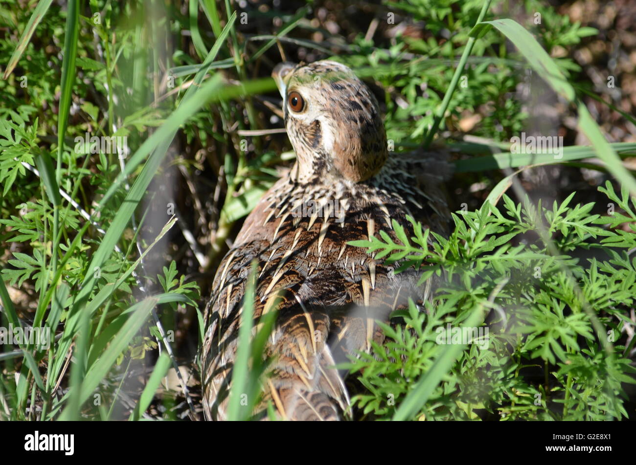 Mearns quail hi-res stock photography and images - Alamy