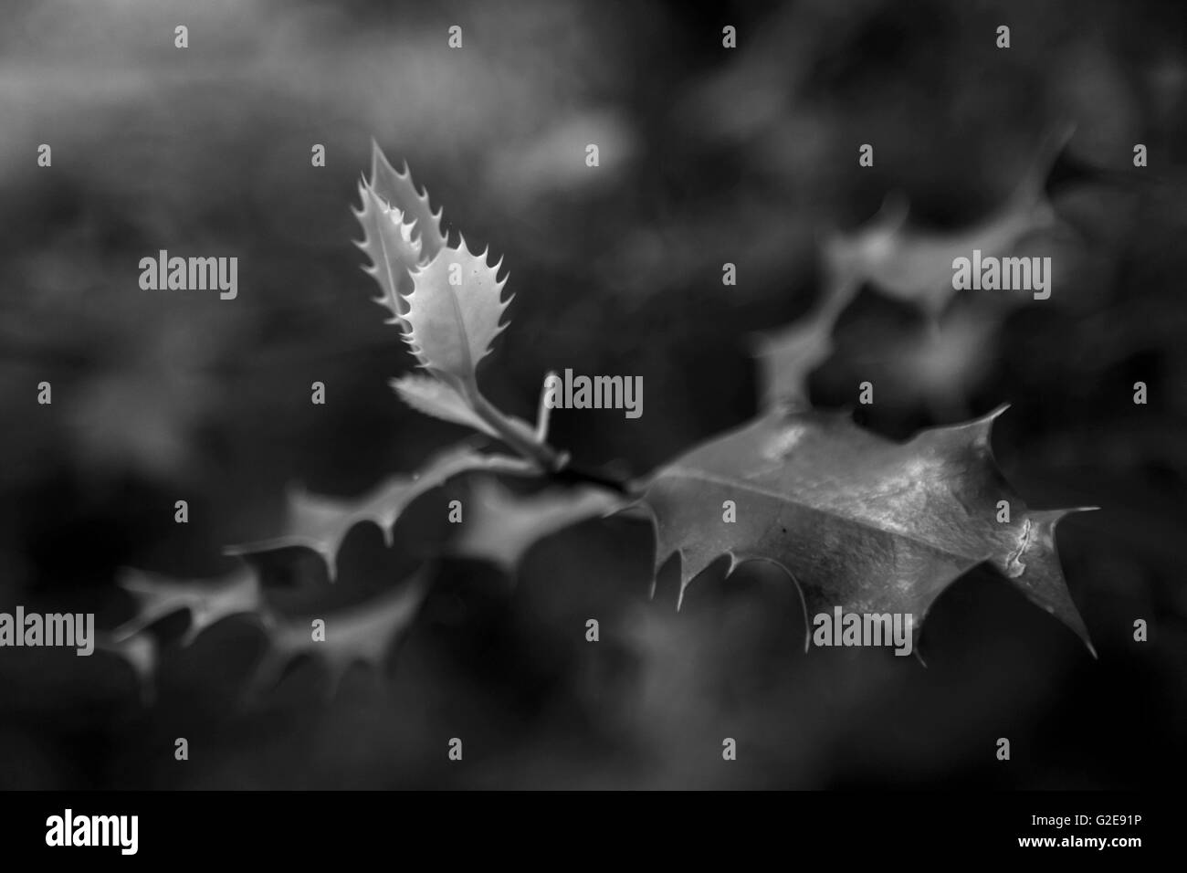 Leaves With Sharp Tips Stock Photo - Alamy