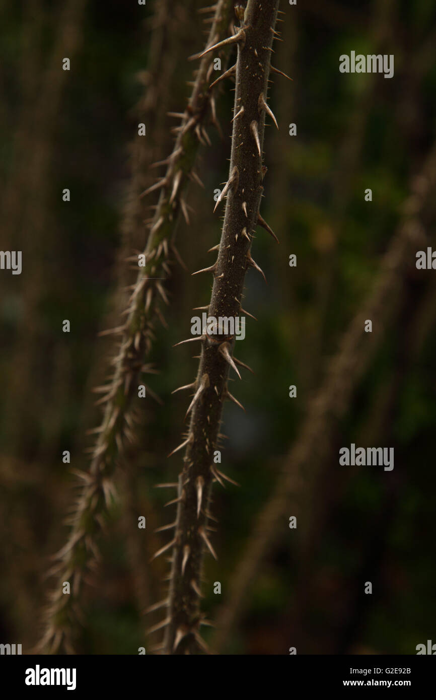 Branches Covered in Thorns Stock Photo - Alamy