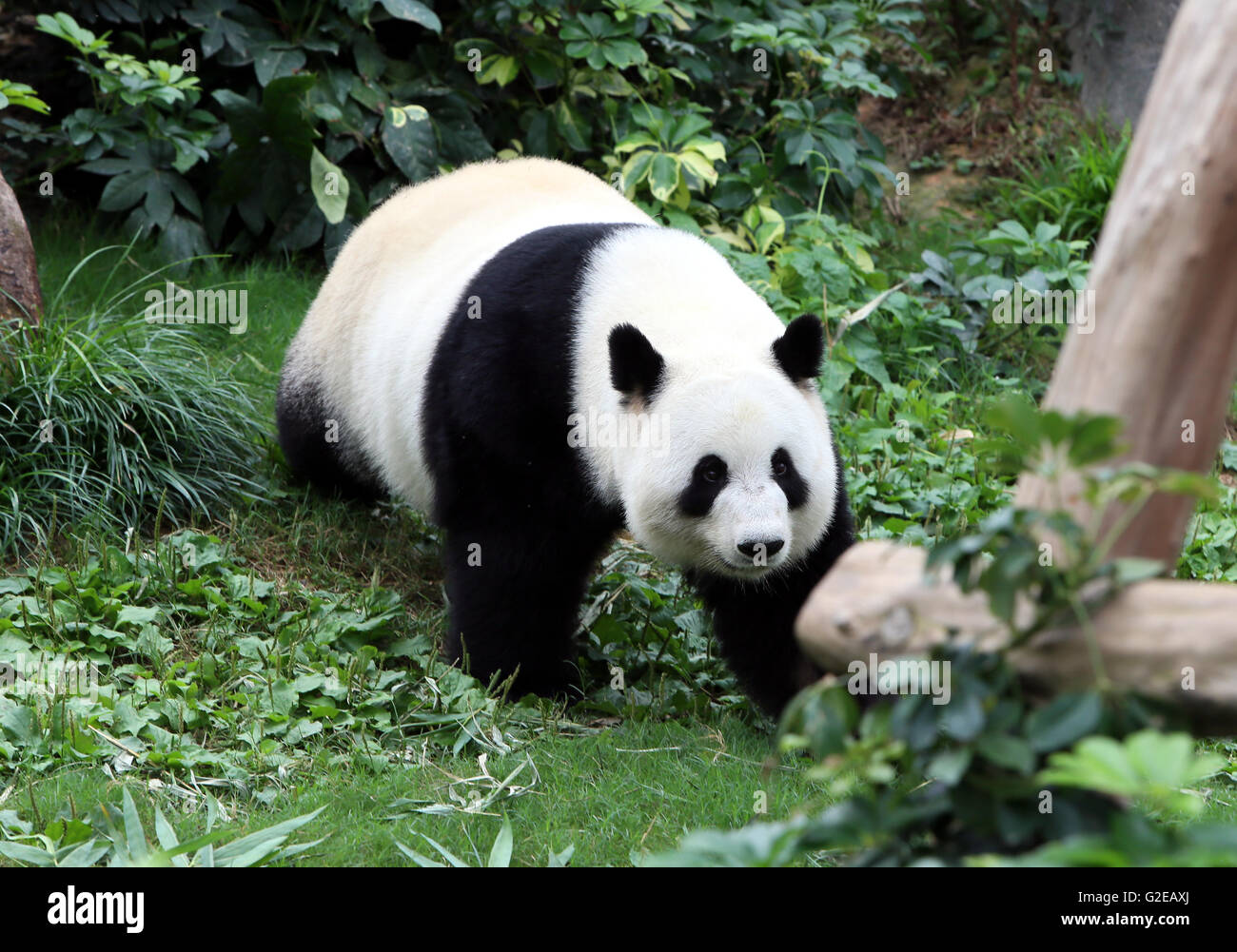 Hong Kong, China. 27th May, 2016. Ying Ying the panda plays in the ...