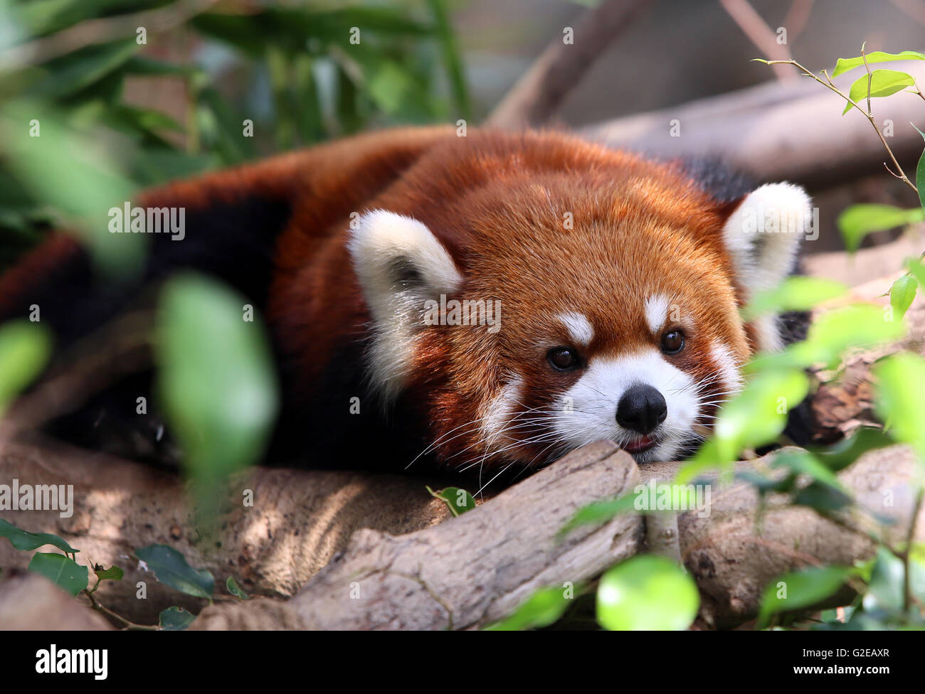 Hong Kong, China. 27th May, 2016. A red panda rests in the Ocean Park ...