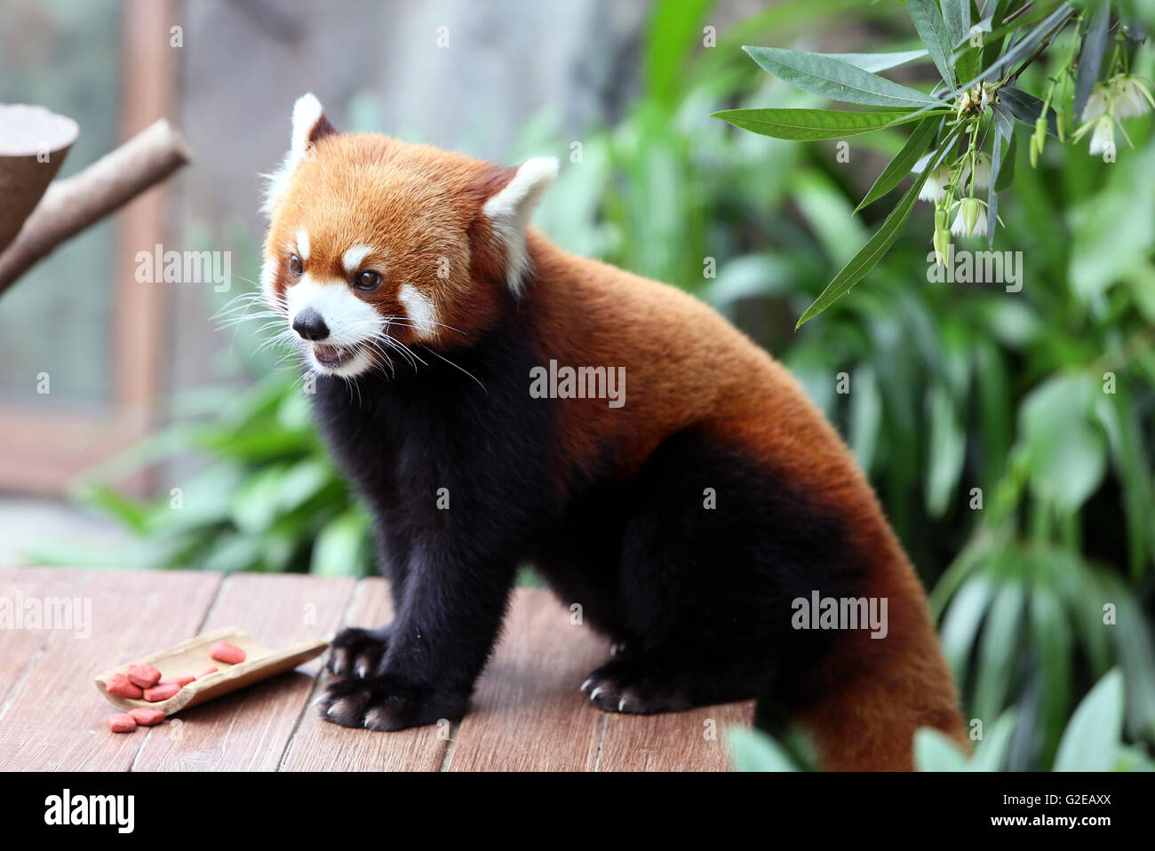 Hong Kong, China. 27th May, 2016. A red panda looks on in the Ocean ...