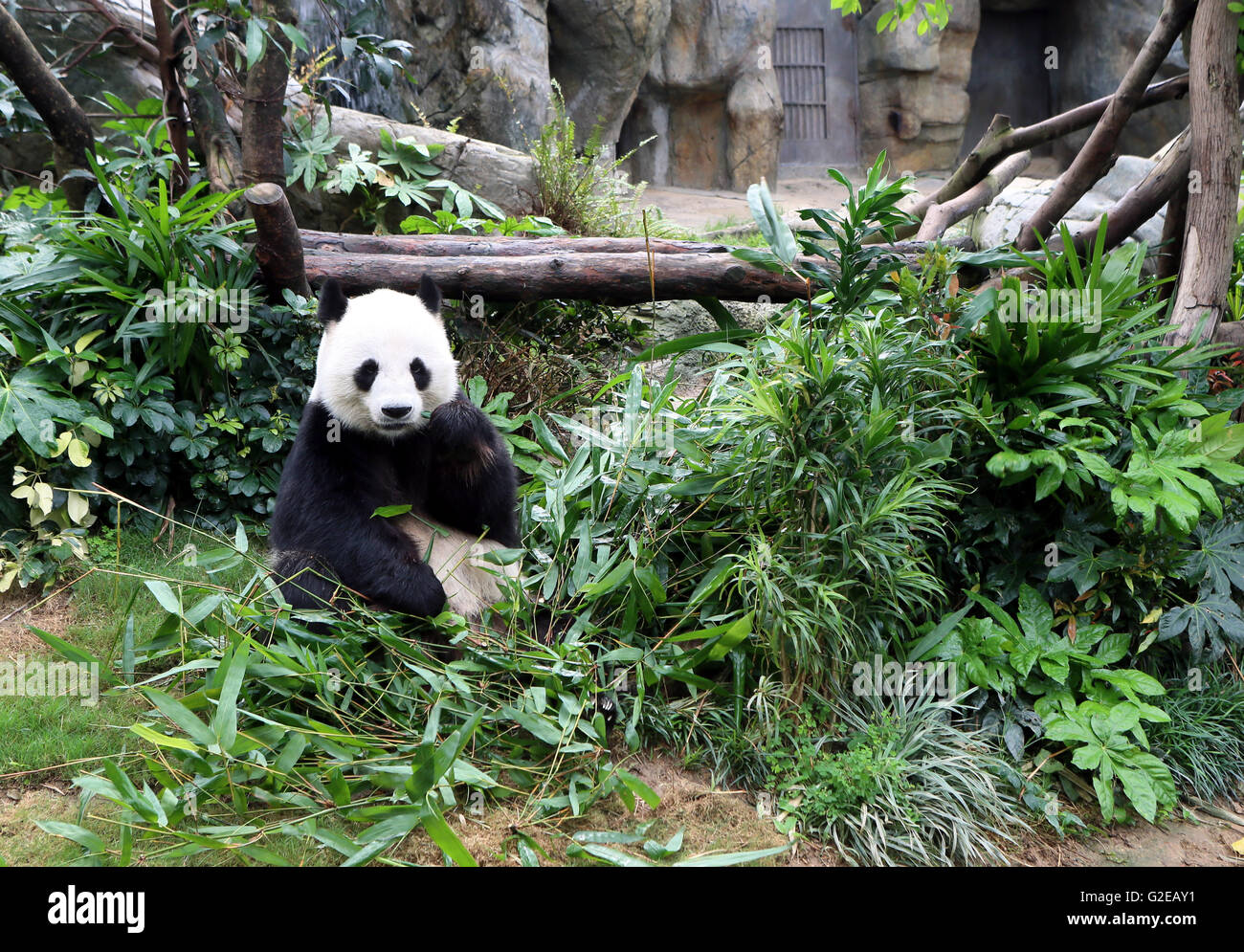 Hong kong red pandas hi-res stock photography and images - Alamy