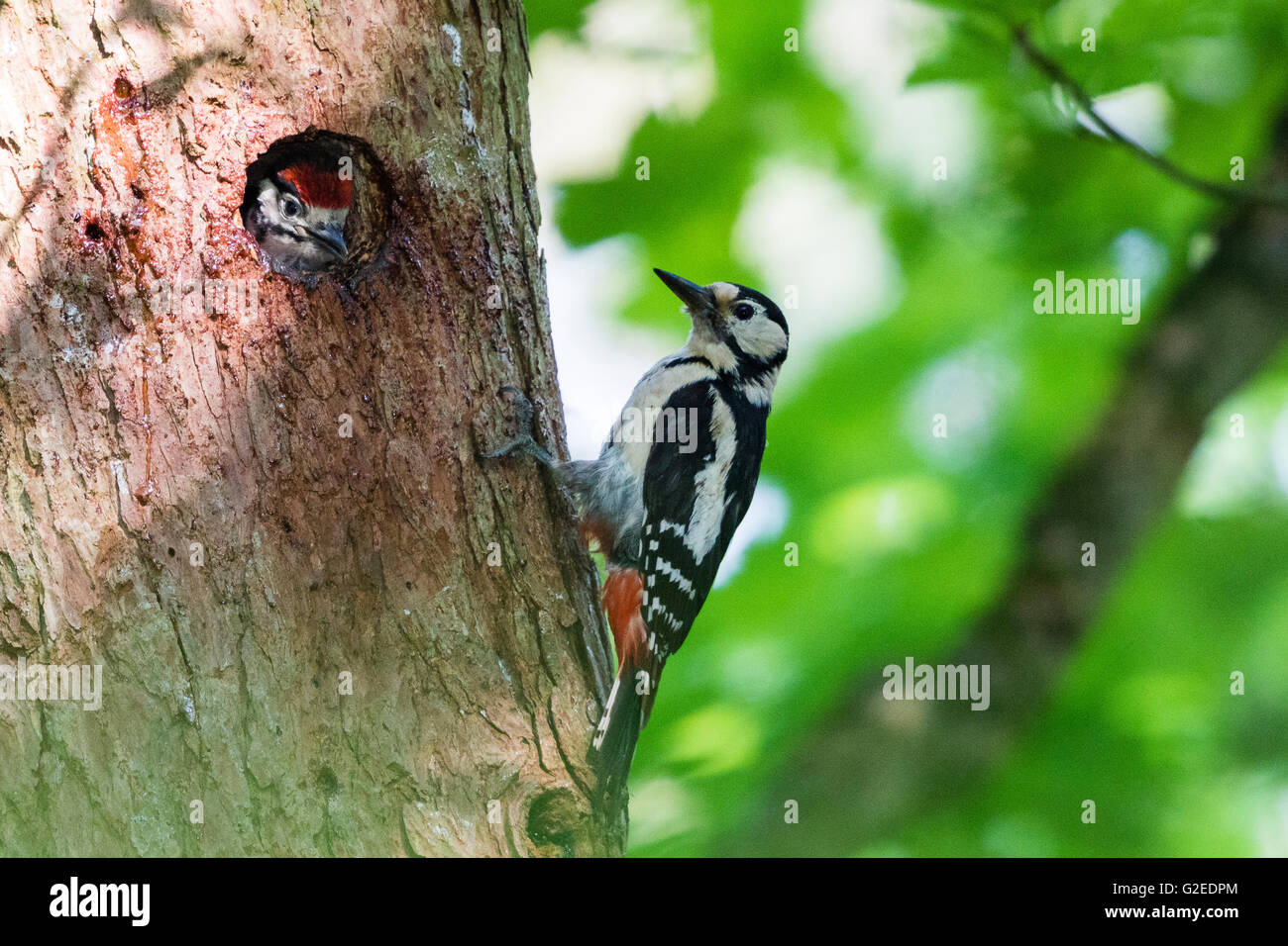 A (Dendrocopus major) Great Spotted Woodpecker attending to its young ...