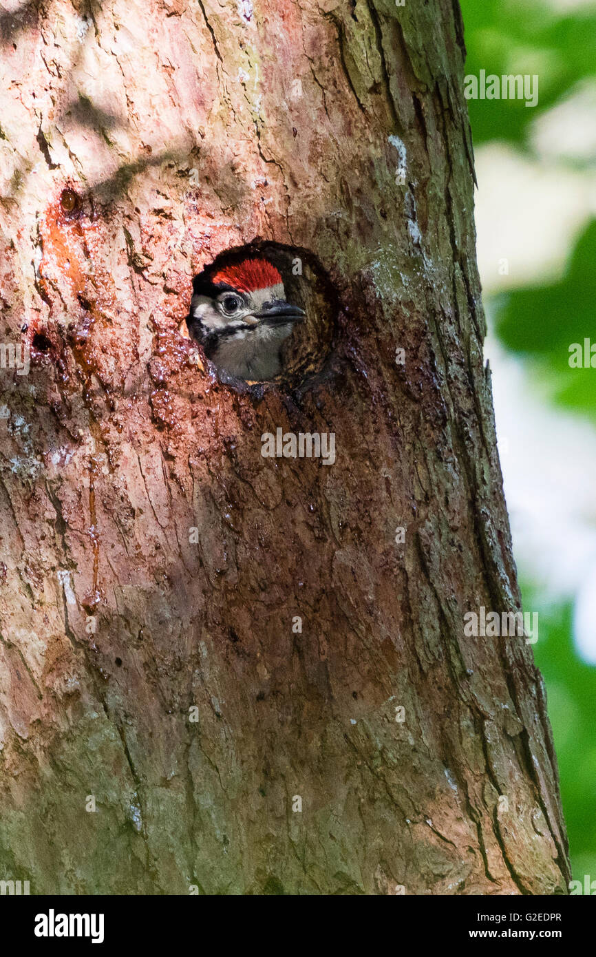 A (Dendrocopus major) Great Spotted Woodpecker attending to its young ...