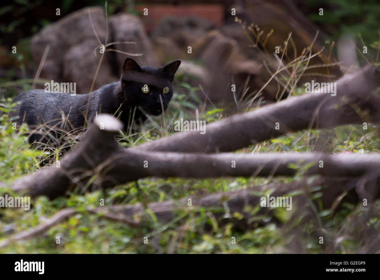 Asuncion, Paraguay. 29th May, 2016. Black street cat walking through ...