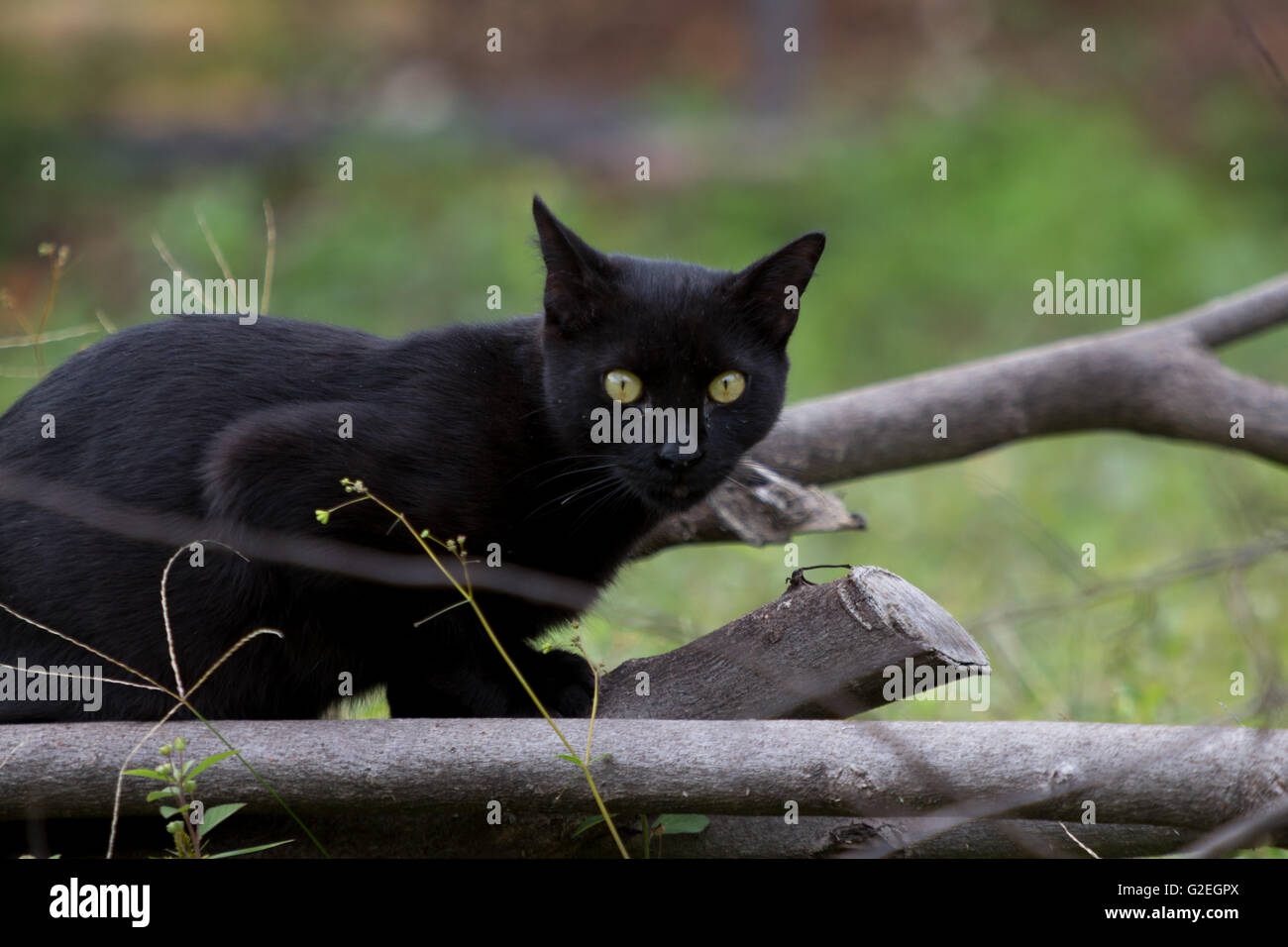 Asuncion, Paraguay. 29th May, 2016. Eye contact with a black street cat ...