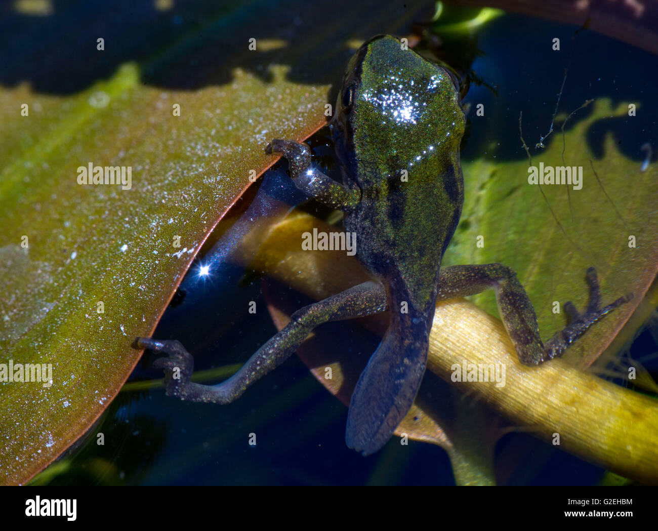 Elkton, Oregon, USA. 29th May, 2016. A baby Pacific tree frog in the ...
