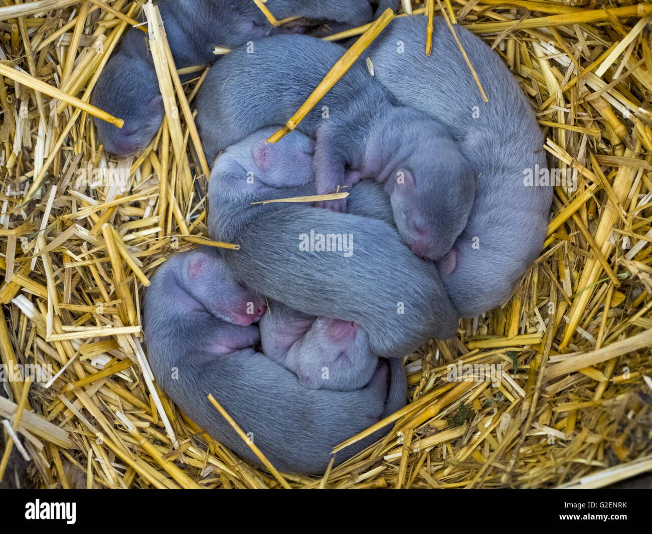 Mink Cage High Resolution Stock Photography and Images - Alamy