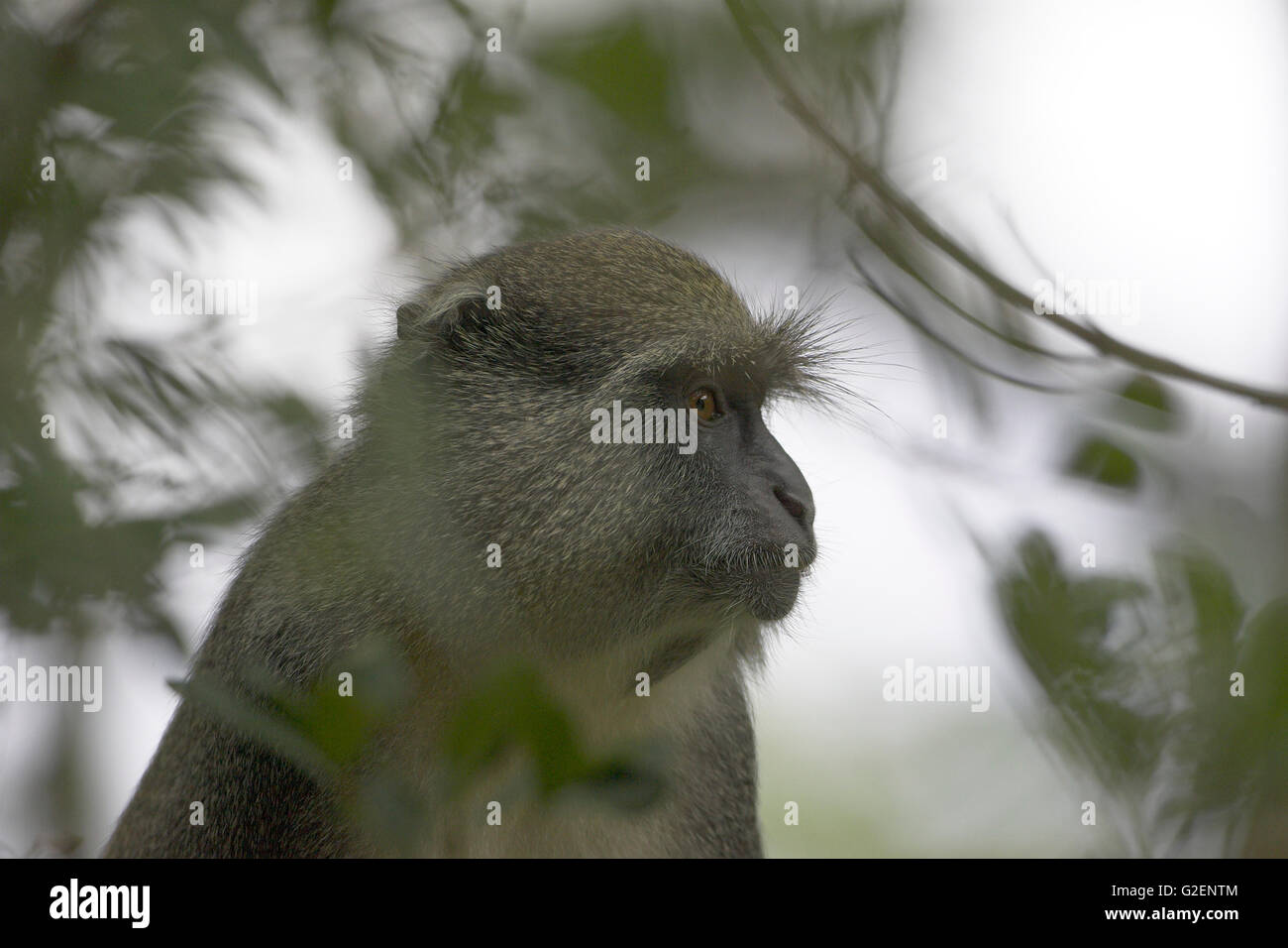 Samango monkey hi-res stock photography and images - Alamy