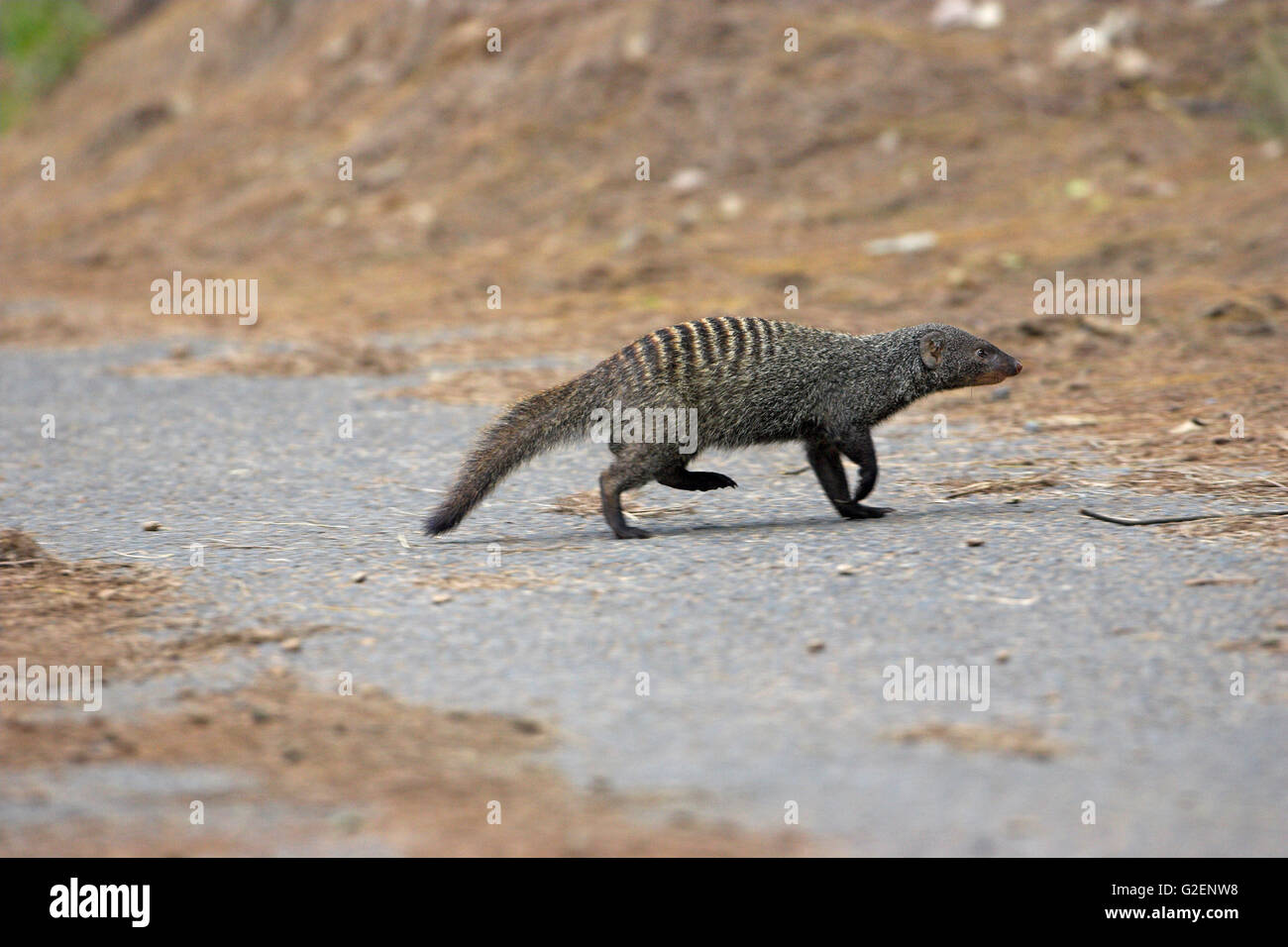 Mungus hi-res stock photography and images - Alamy
