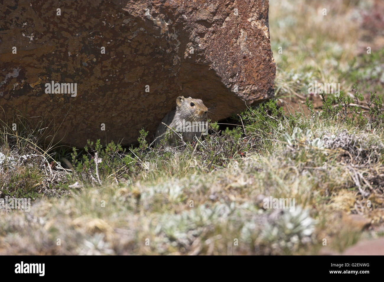 Ice rat hi-res stock photography and images - Alamy