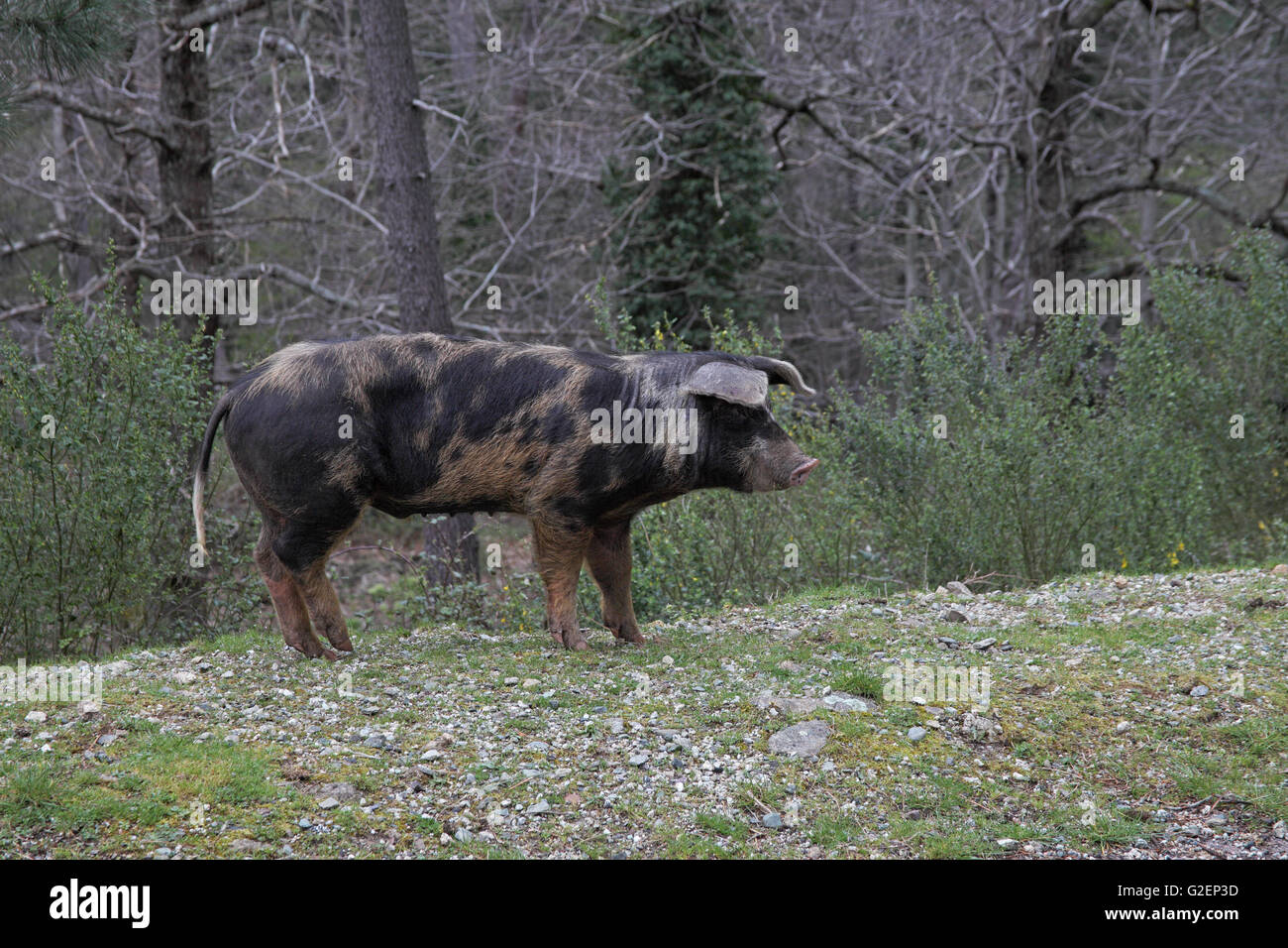 Feral pigs on roadside Corsica France Stock Photo - Alamy
