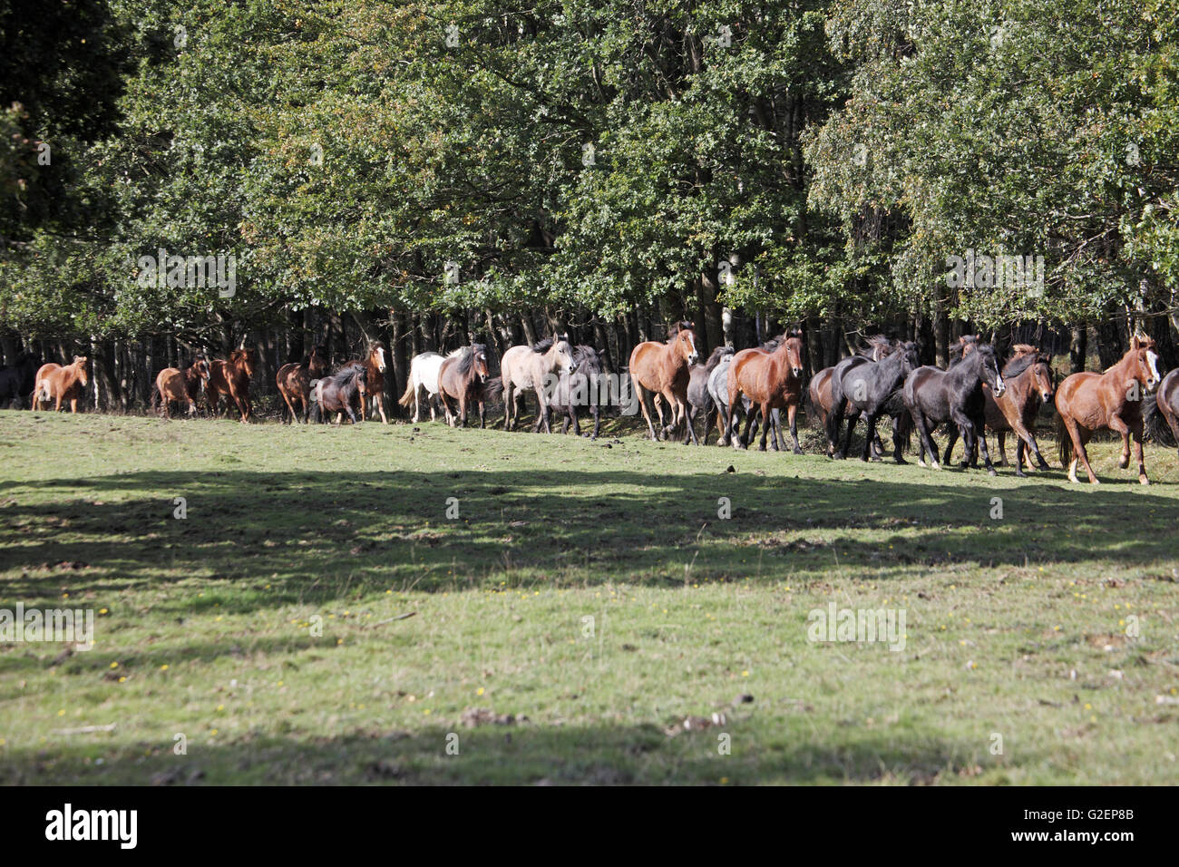 New forest drift hi-res stock photography and images - Alamy