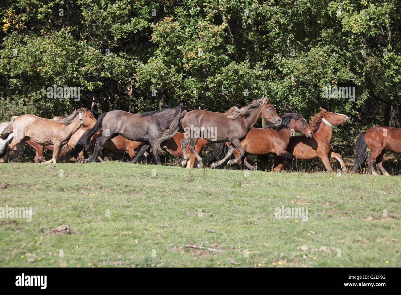 New Forest ponies running during a drift beside railway line Perrywood ...